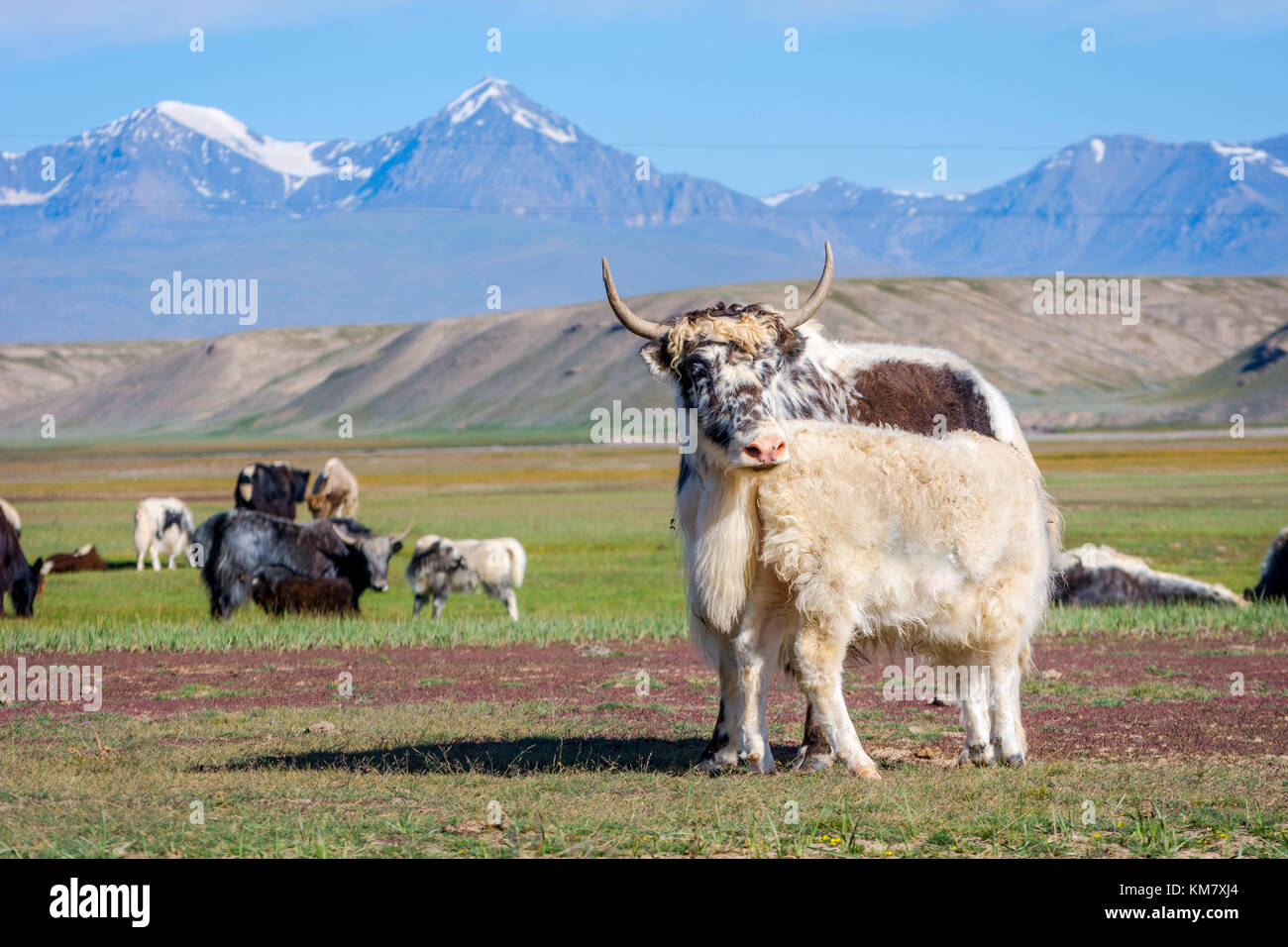 Baby yak drinking milk from its mum in the pasture Stock Photo - Alamy