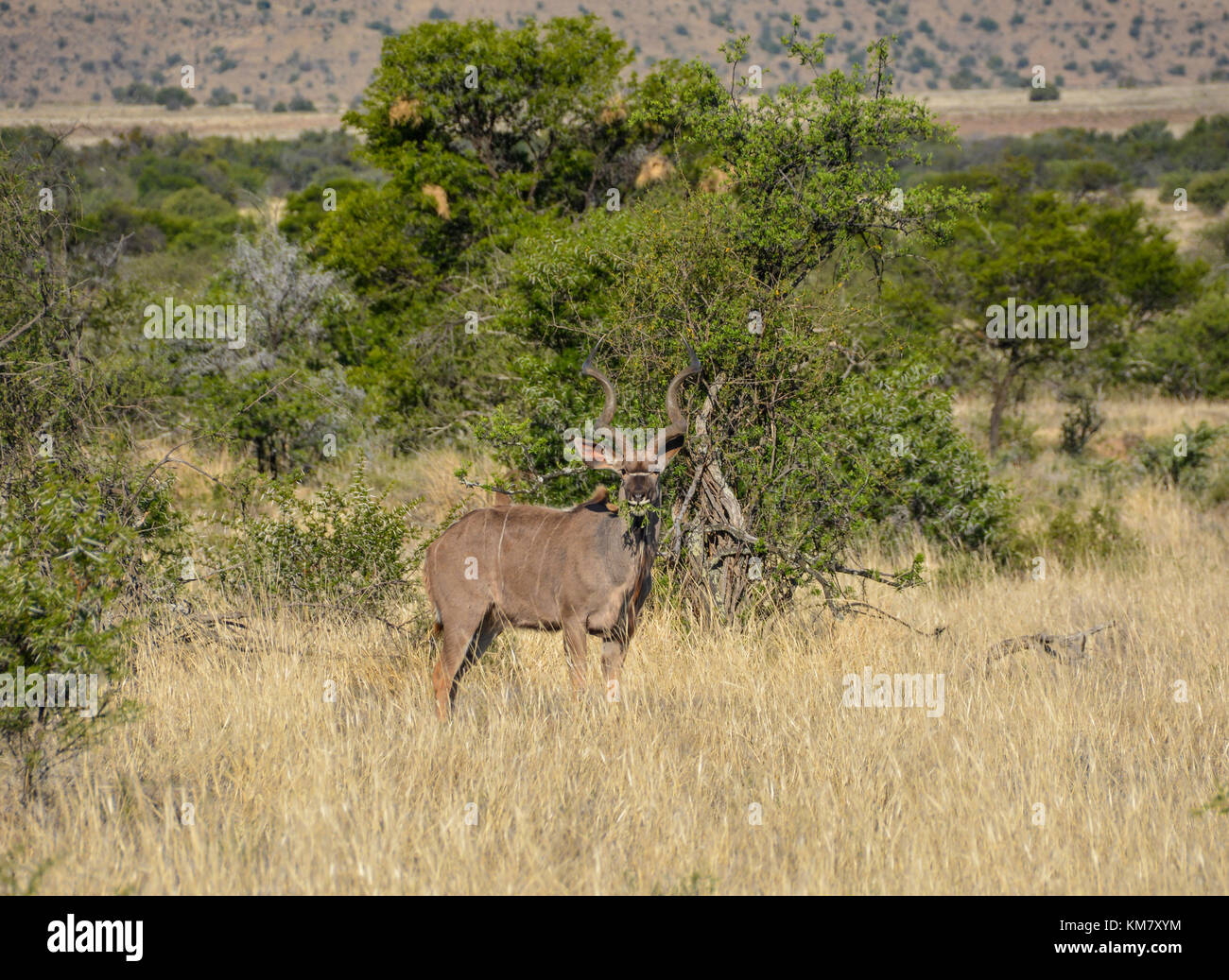 A Kudu bull in Southern African savanna Stock Photo - Alamy