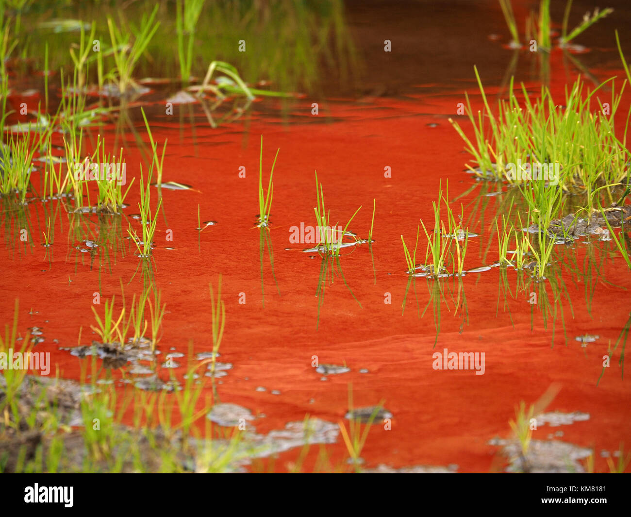 Red reflection from nearby farm tractor makes a clean puddle look like ...