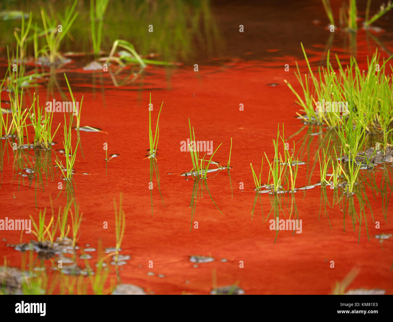 Red reflection from nearby farm tractor makes a clean puddle look like ...
