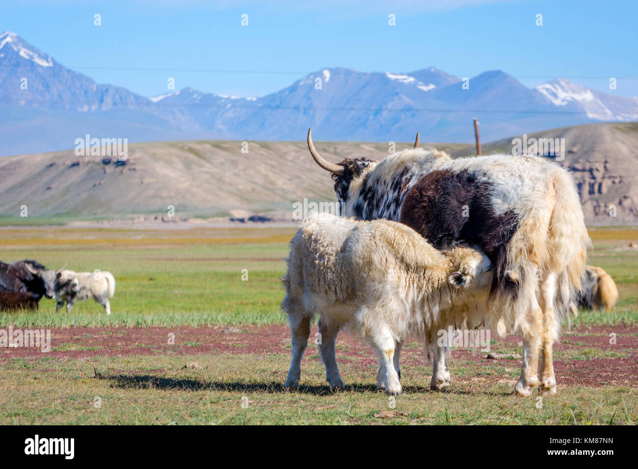 Yak drinking hi-res stock photography and images - Alamy