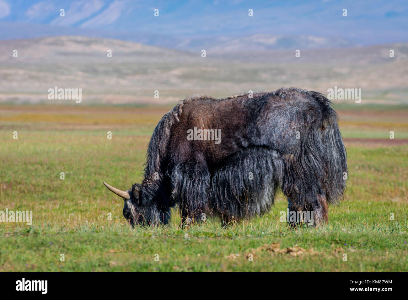 Female black yak in the pasture in the mountains, Kyrgyzstan Stock ...