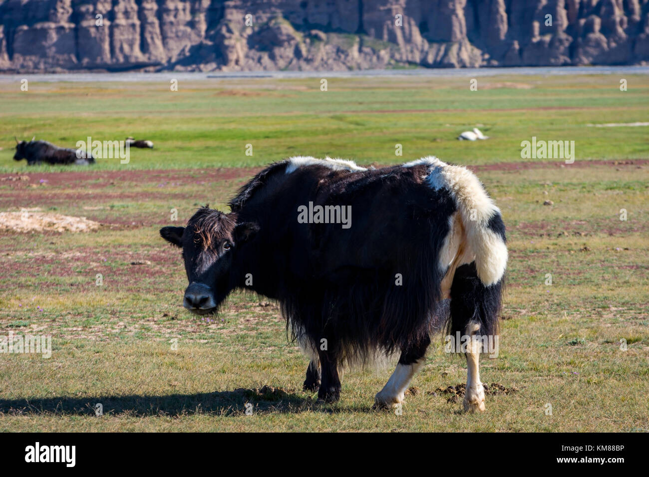 Yak mountains hi-res stock photography and images - Alamy