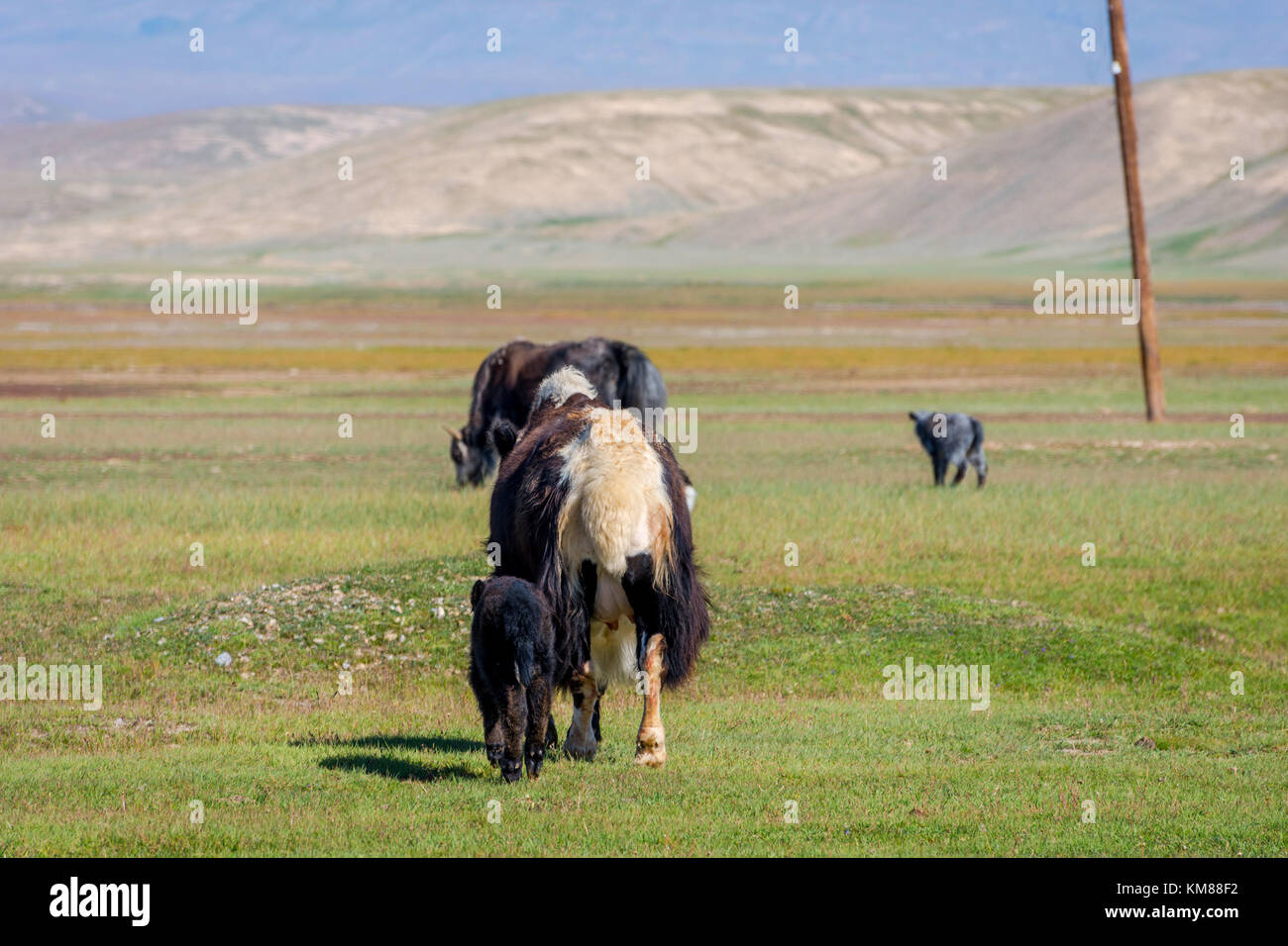 White yak hair hi-res stock photography and images - Alamy