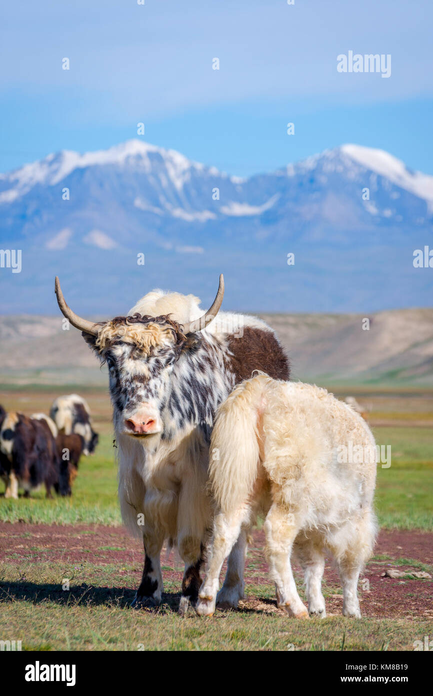 Baby yak drinking milk from its mum in the pasture Stock Photo - Alamy