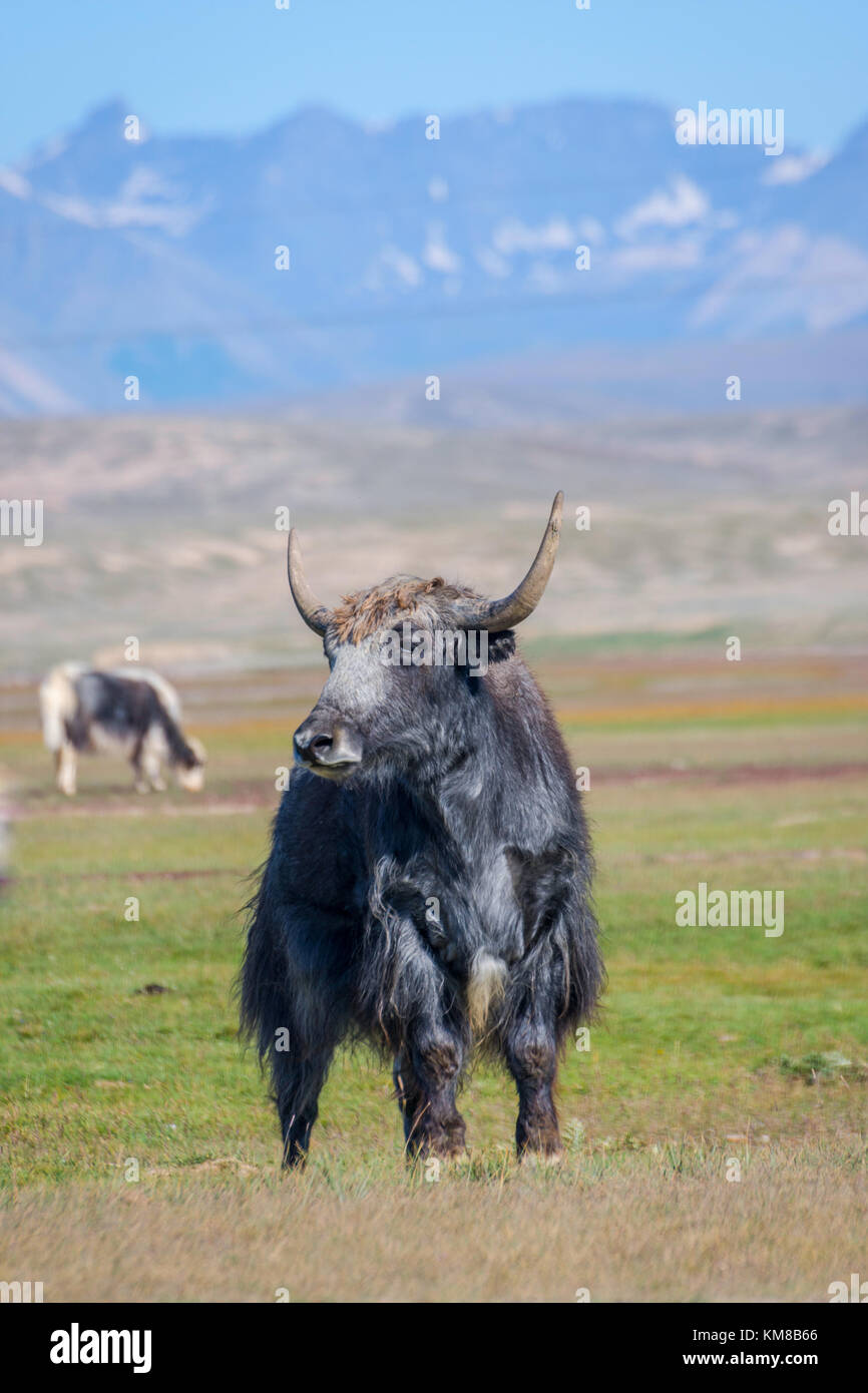 Big male black yak in the pasture in the mountains, Kyrgyzstan Stock ...