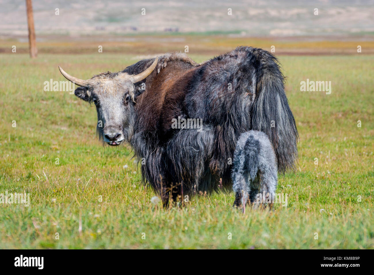 Female black yak with its baby in the pasture, Kyrgyzstan Stock Photo ...