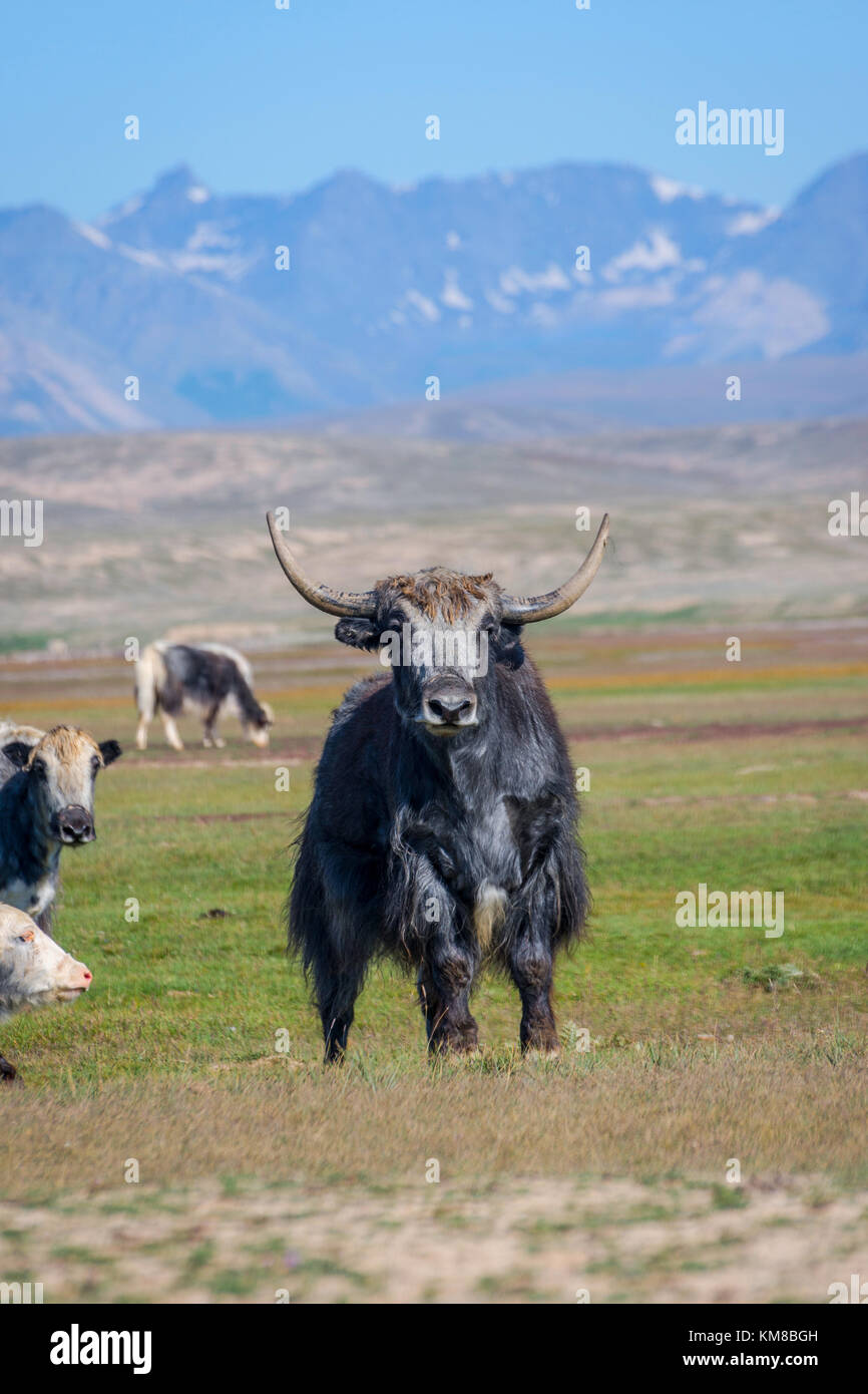 Big male black yak in the pasture in the mountains, Kyrgyzstan Stock ...