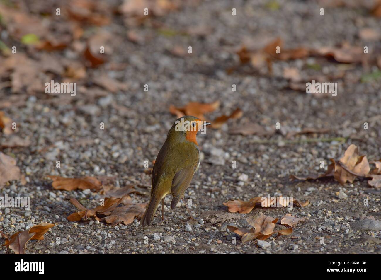Robin the winter bird at RSPB Ham Wall Nature Reserve Meare Somerset Uk ...