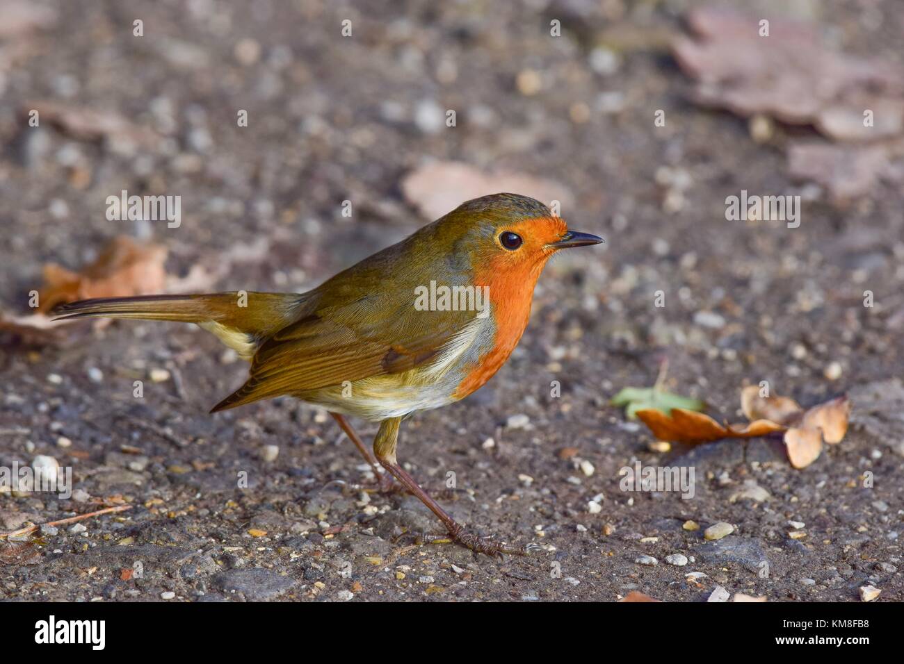 Wall nature hi-res stock photography and images - Alamy