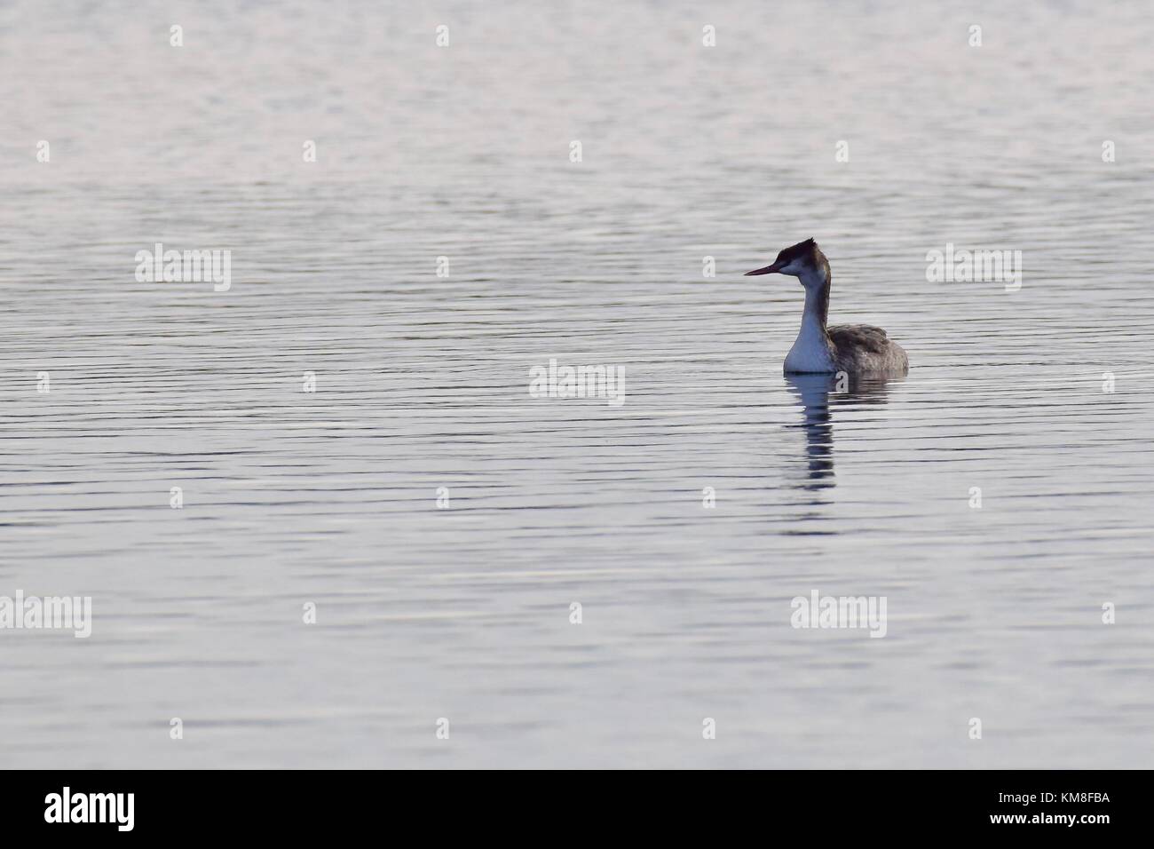 A gorgeous colourful great crested grebe swimming on the lake at RSPB ...