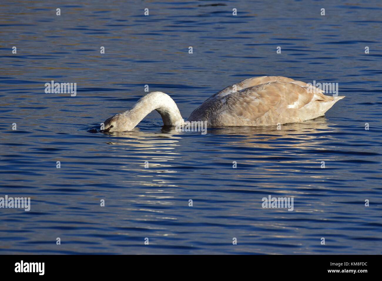 Ham wall nature reserve in somerset hi-res stock photography and images ...