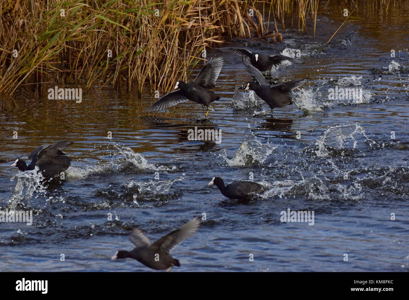 Coots having a race to take off from the lake at RSPB Ham Wall Nature ...