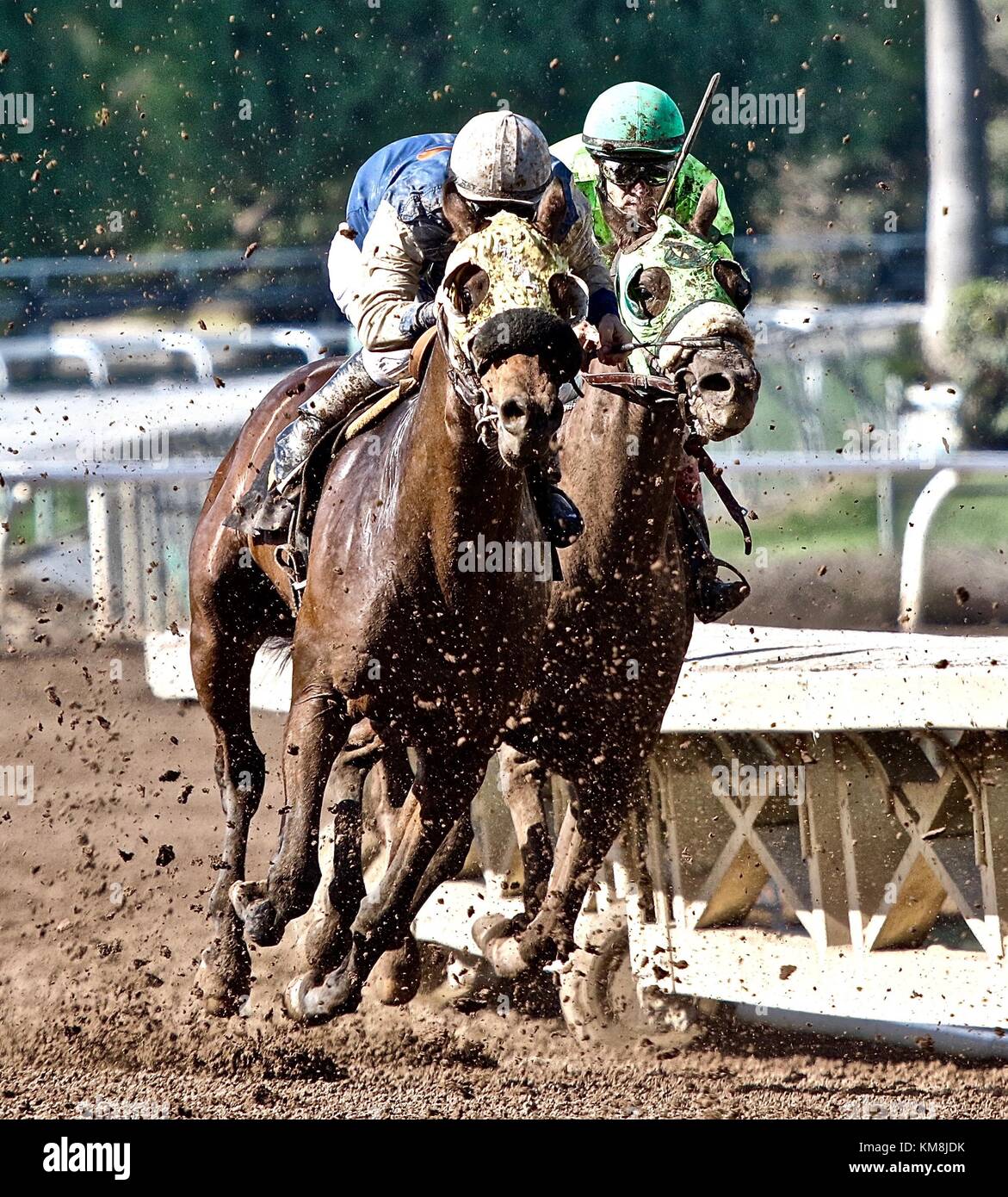 Home stretch race horses Stock Photo - Alamy