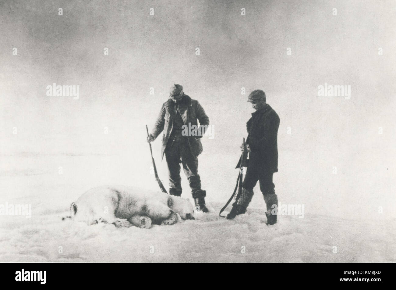An image of a polar bear in its natural habitat, showcasing the Arctic ...