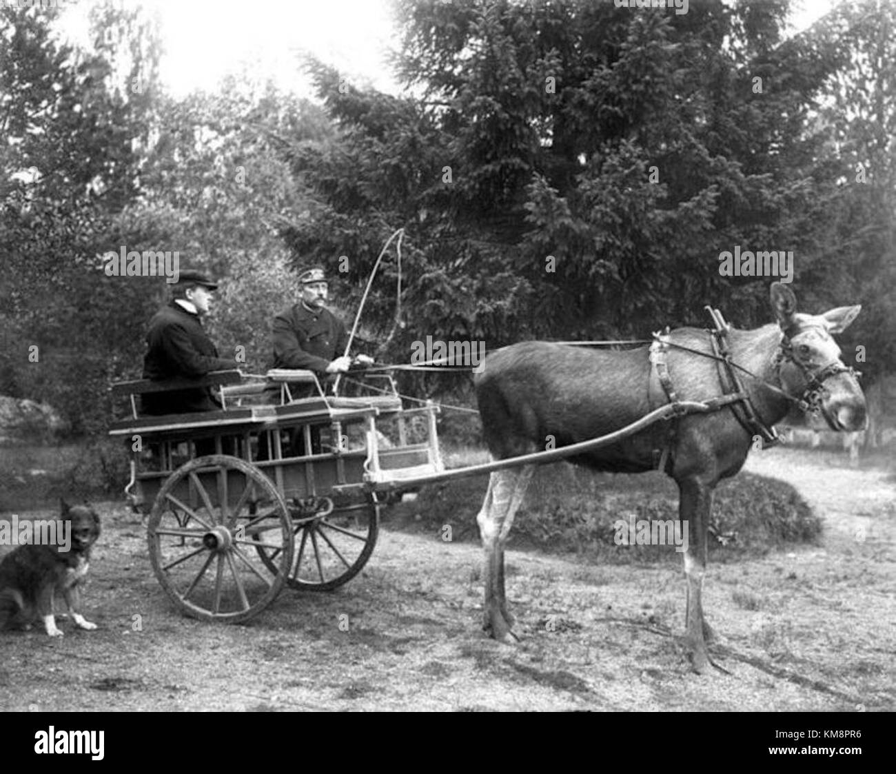 Moose Stolta pulling cart 1908 Stock Photo - Alamy