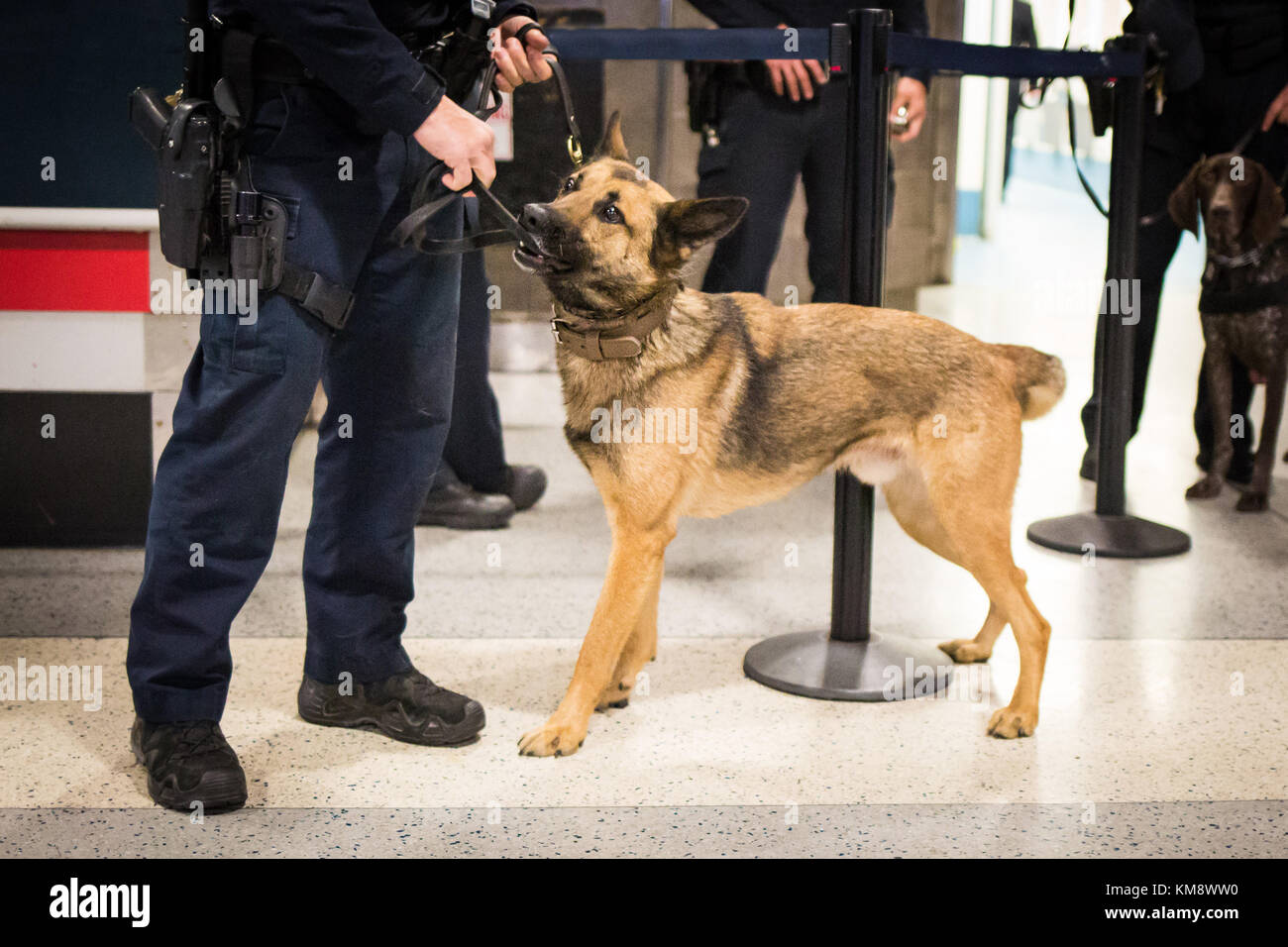 Canine police patrol hi-res stock photography and images - Alamy