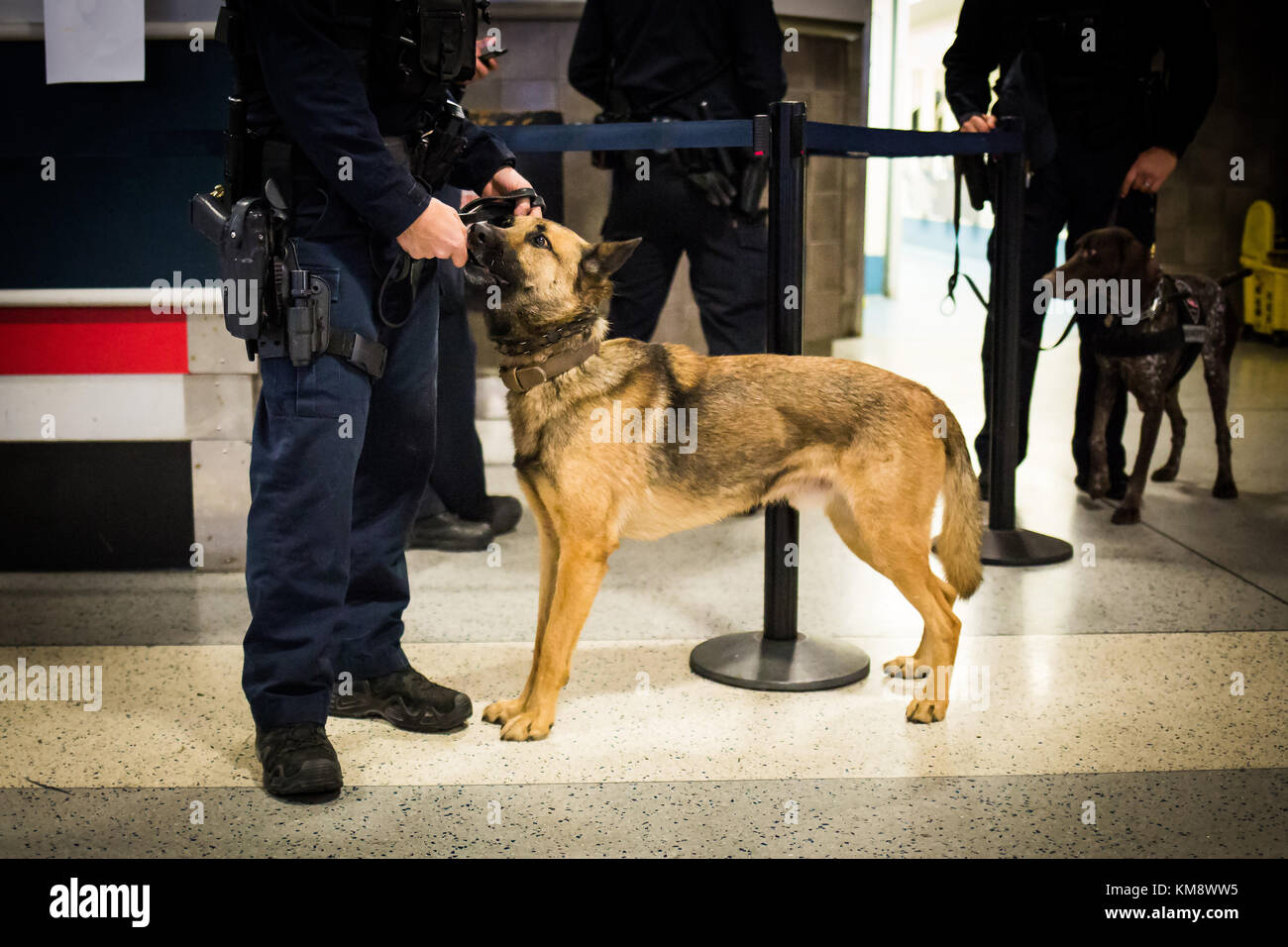 Police dog with officer closeby on the leash Stock Photo - Alamy