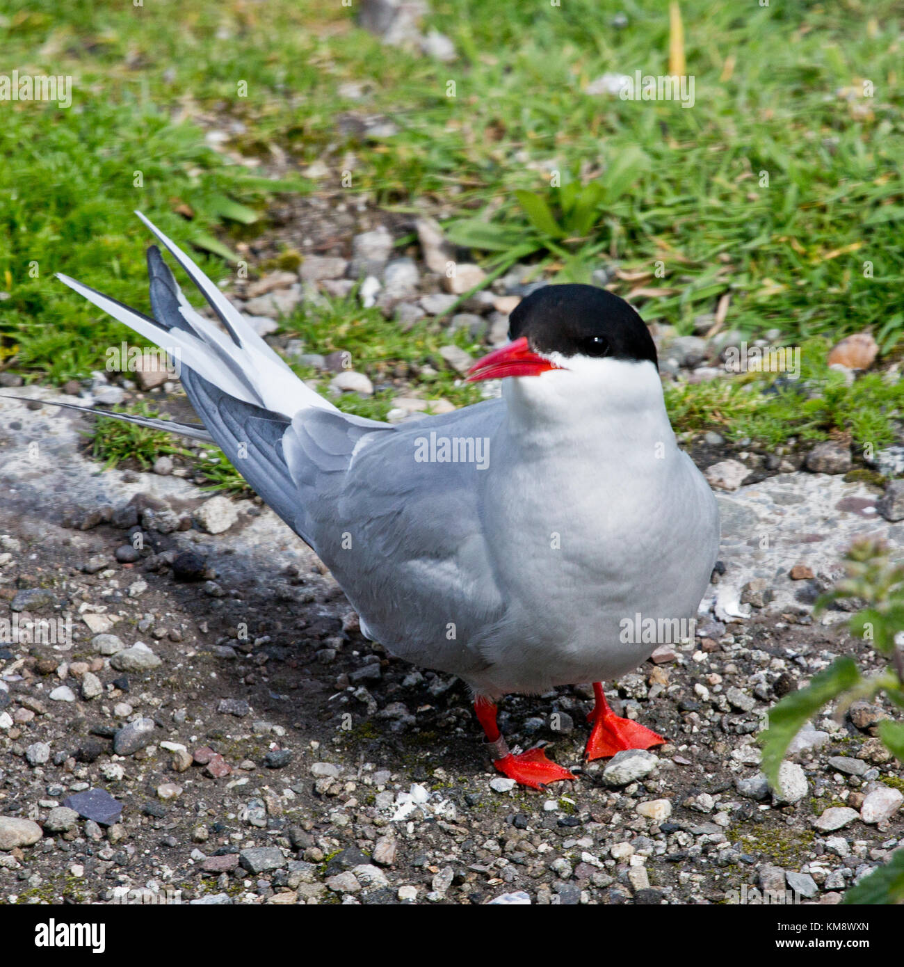 Tern sanctuary hi-res stock photography and images - Alamy