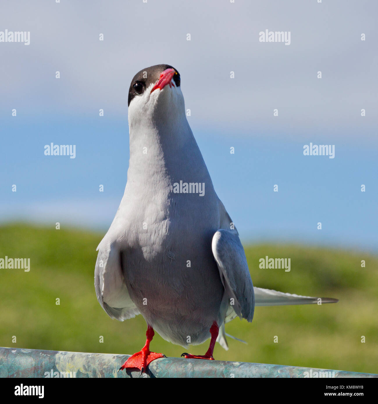 Tern on the Isle of May, Fife, Scotland Stock Photo - Alamy