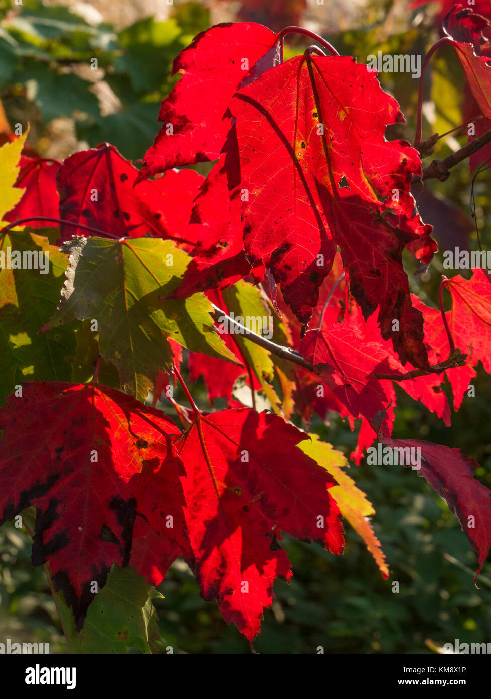 Red maple leaves, Headquarters campground, Fundy National Park, Bay of ...