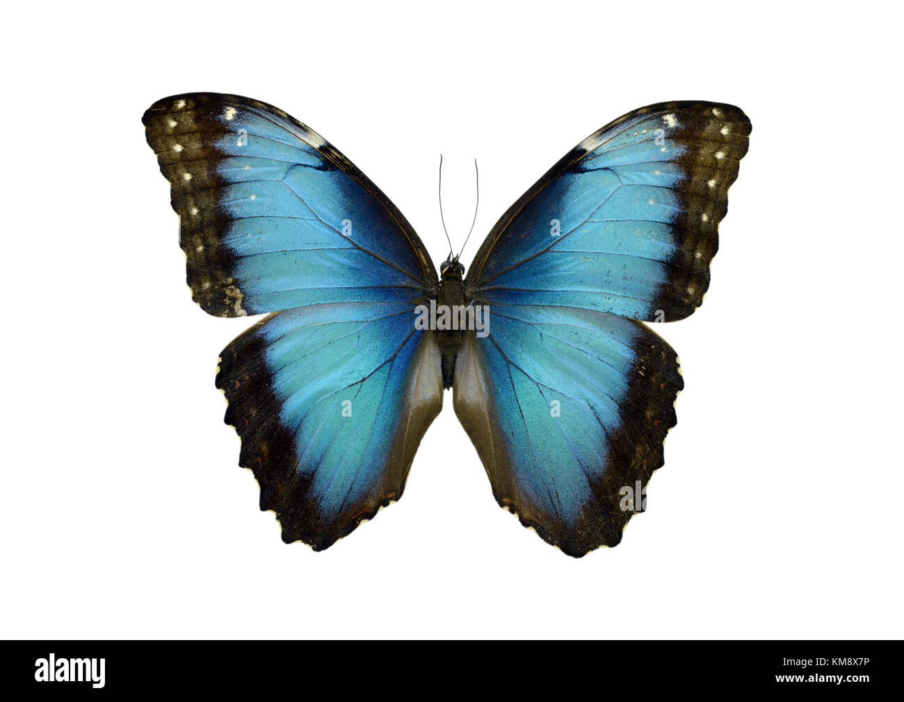 Beautiful exotic colorful blue Morpho butterfly isolated on white ...