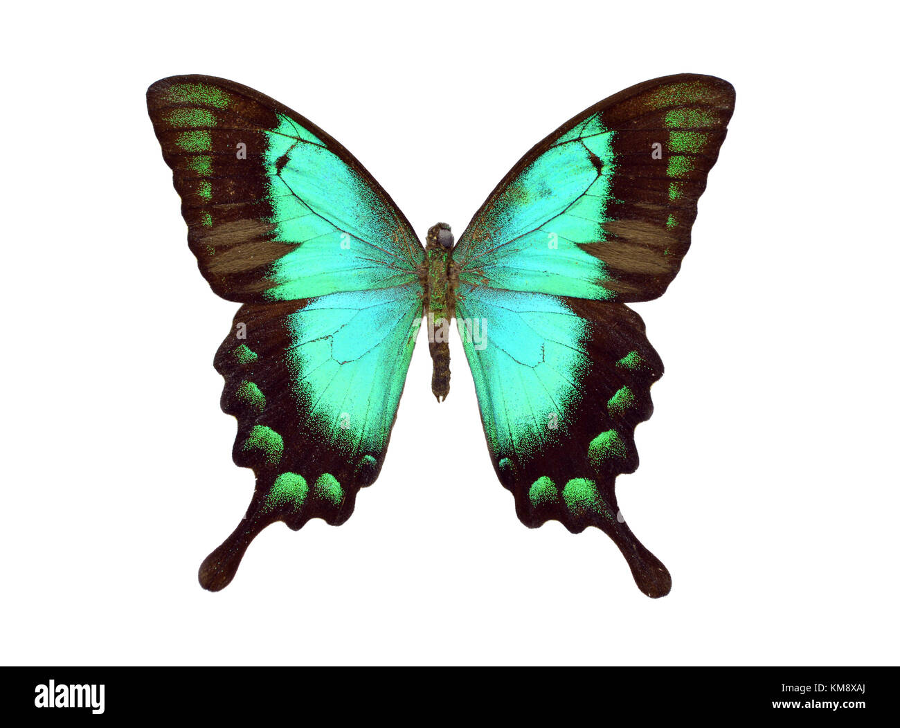 Beautiful colorful Papilio Palinurus butterfly isolated on white ...