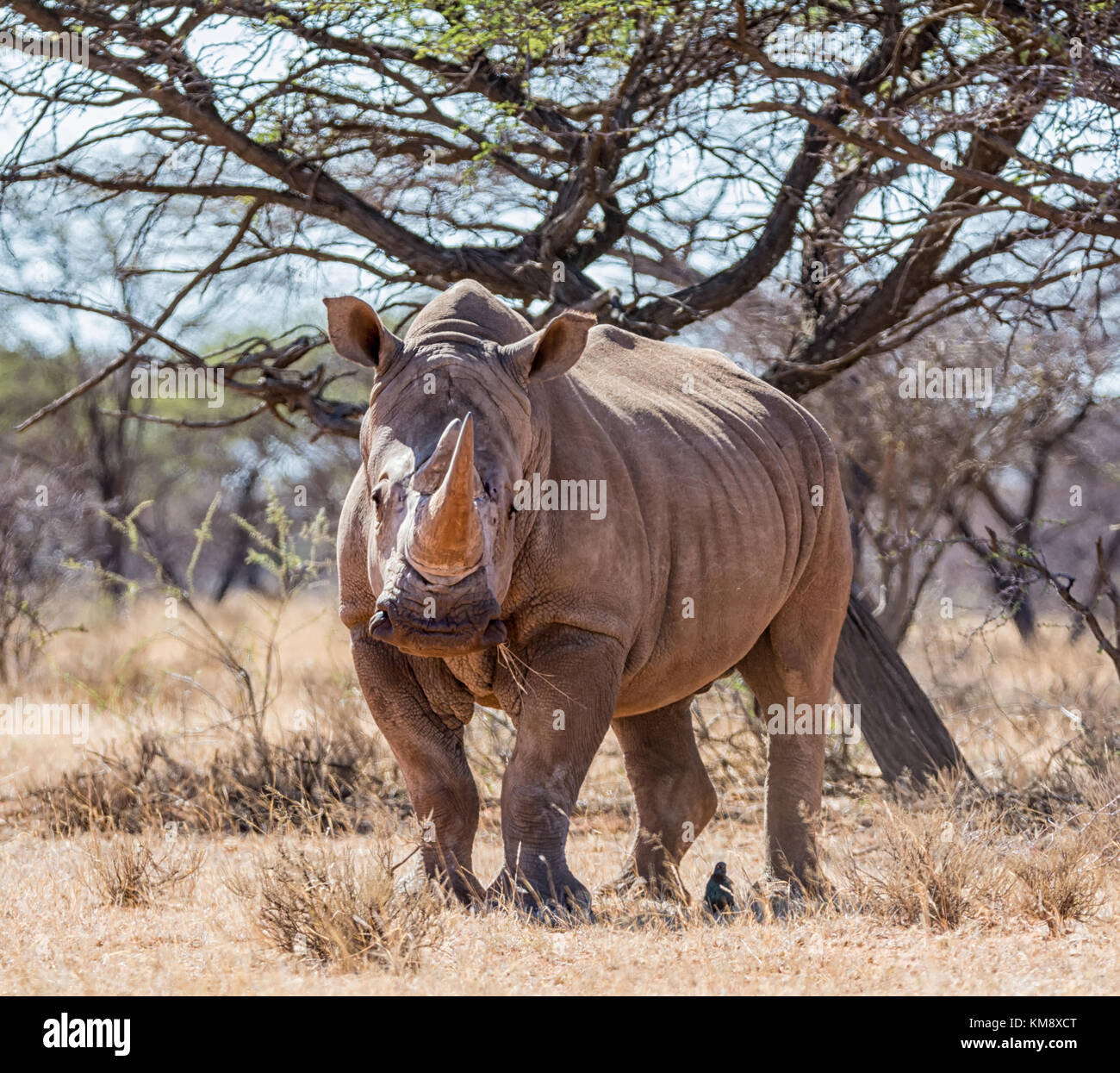 White Rhinoceros in Southern African savanna Stock Photo - Alamy