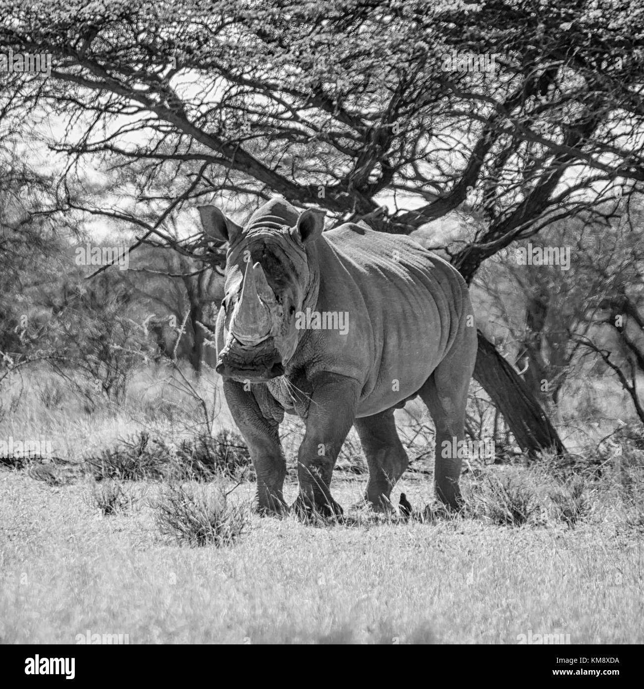 White Rhinoceros in Southern African savanna Stock Photo - Alamy