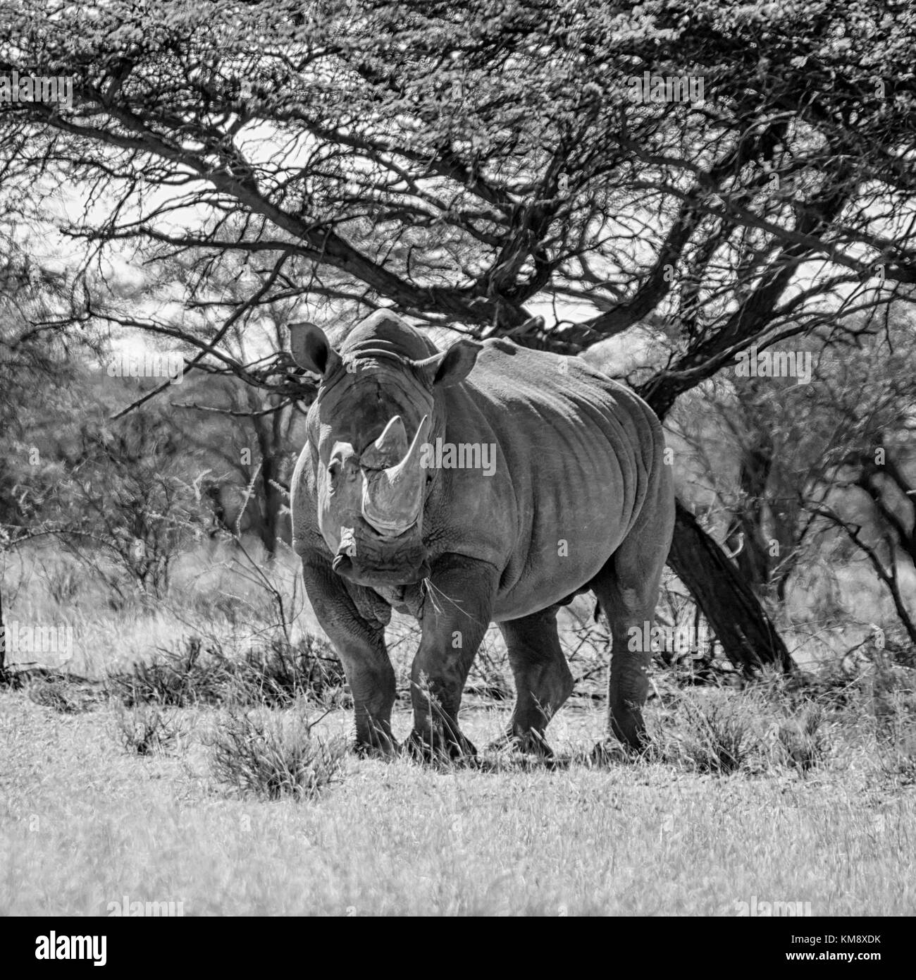 White Rhinoceros in Southern African savanna Stock Photo - Alamy