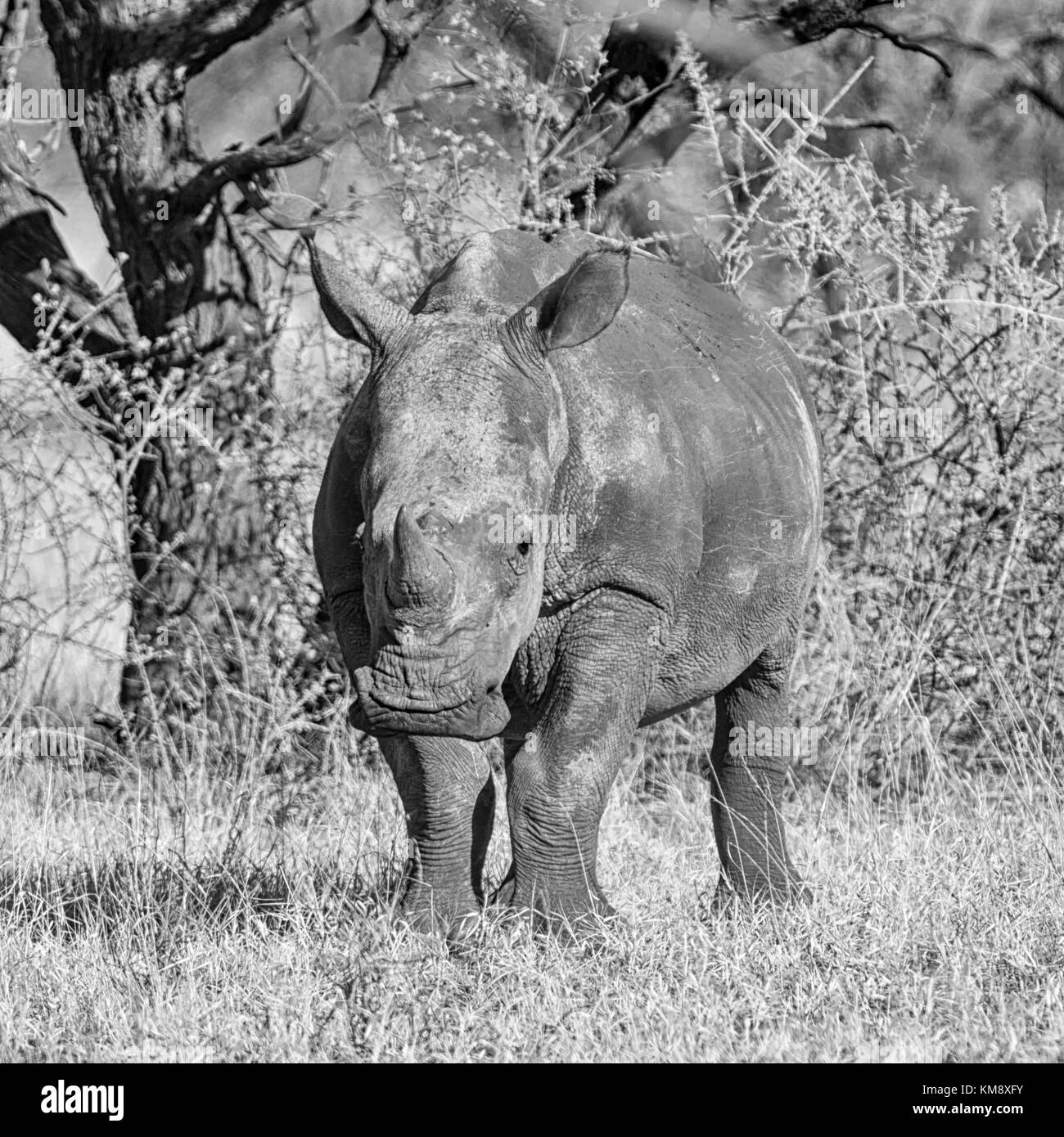 A juvenile White Rhinoceros in Southern African savanna Stock Photo - Alamy