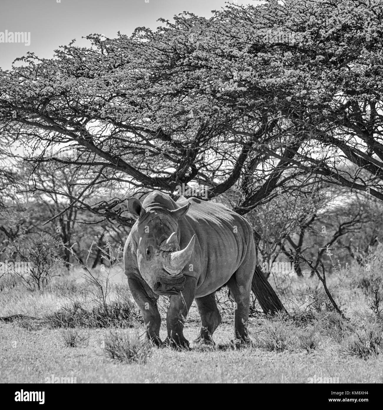 White Rhinoceros in Southern African savanna Stock Photo - Alamy