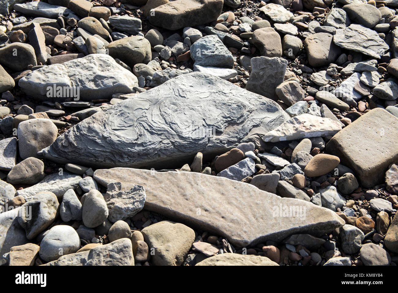Fossils on rocks at World Heritage Site Joggins Fossil Cliffs, Nova ...
