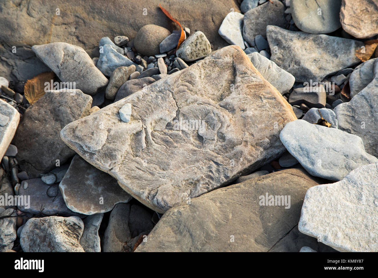 Fossilized stone at World Heritage SIte Joggins Fossil Cliffs, Nova ...