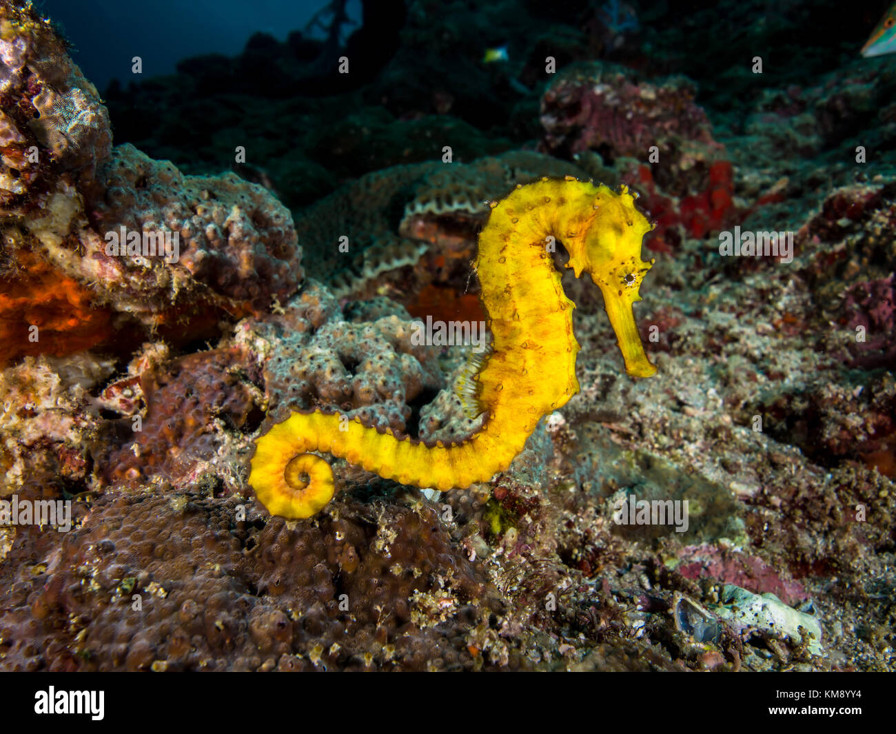 Tiger tail seahorse hi-res stock photography and images - Alamy