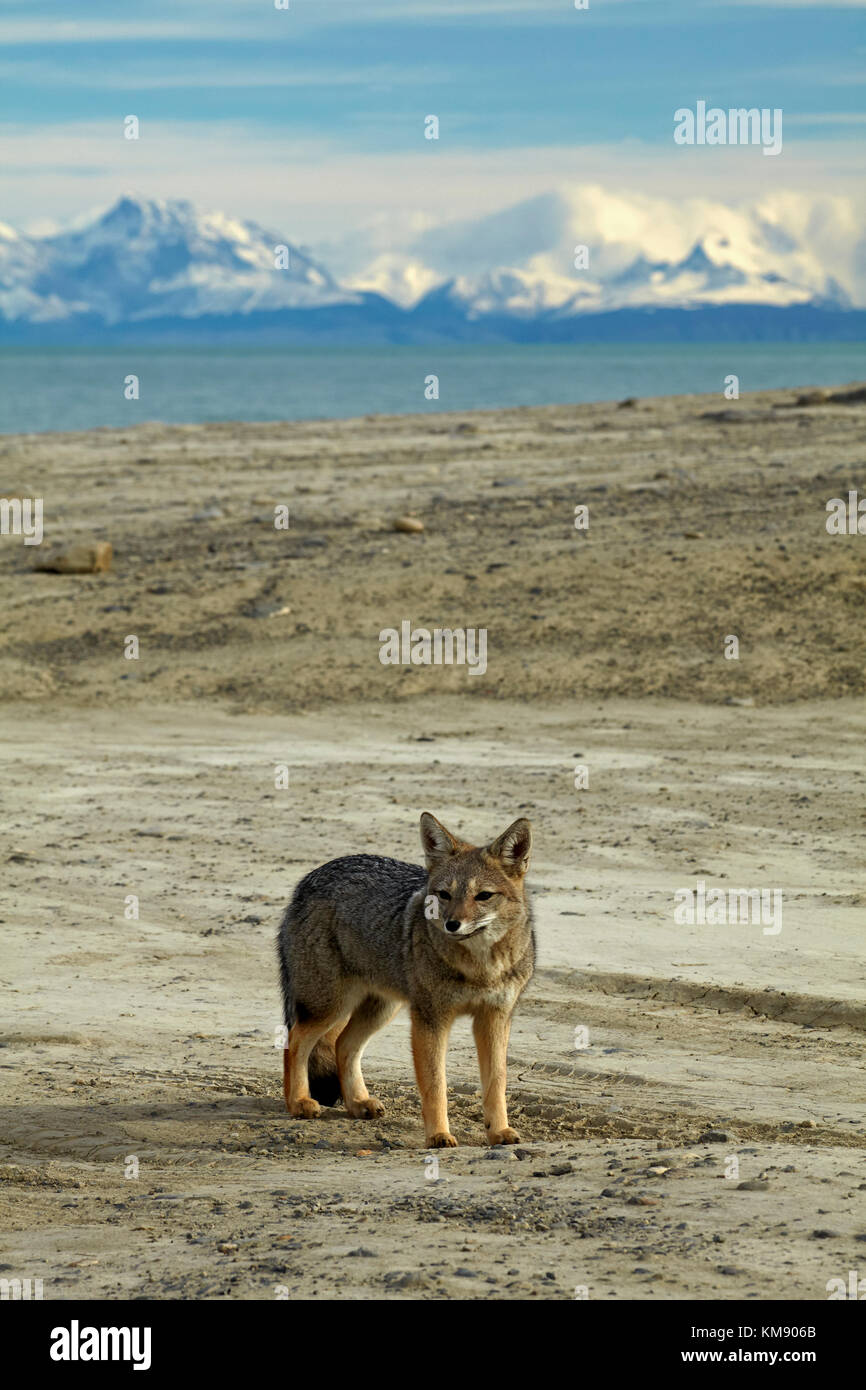 South American gray fox (Lycalopex griseus), Patagonia, Argentina ...