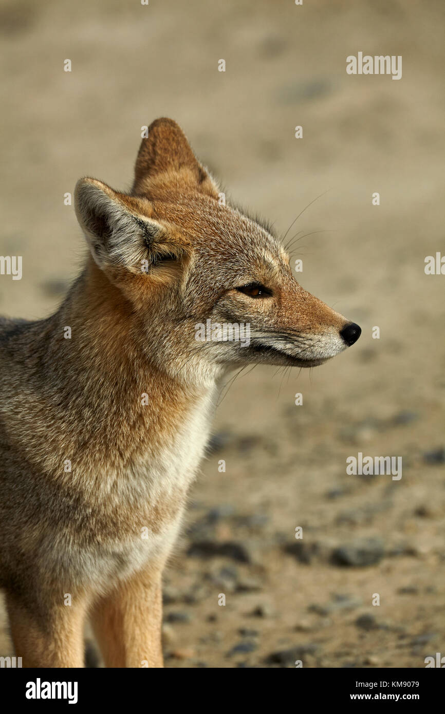 South American gray fox (Lycalopex griseus), Patagonia, Argentina ...