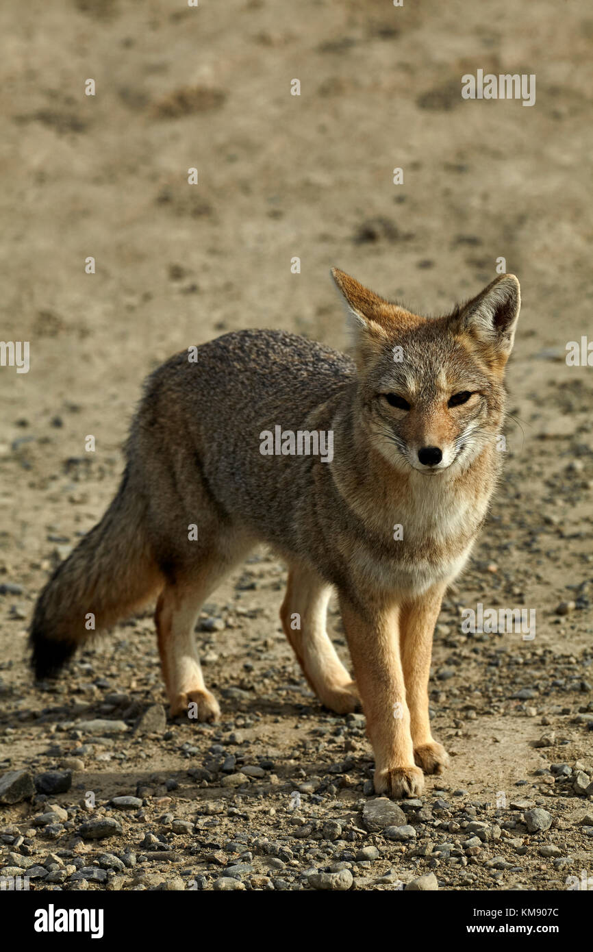 South American gray fox (Lycalopex griseus), Patagonia, Argentina ...