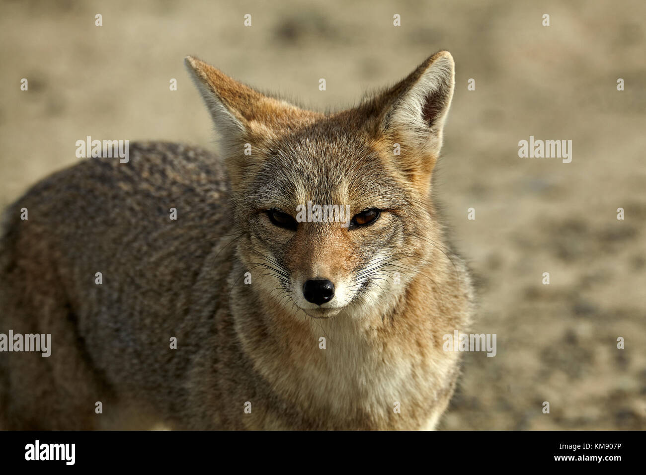 South American gray fox (Lycalopex griseus), Patagonia, Argentina ...
