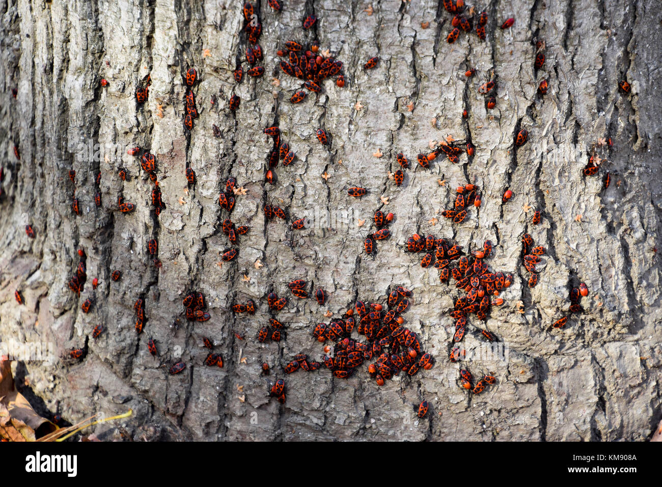 Red bugs bask in the sun on tree bark. Autumn warm-soldiers for beetles ...