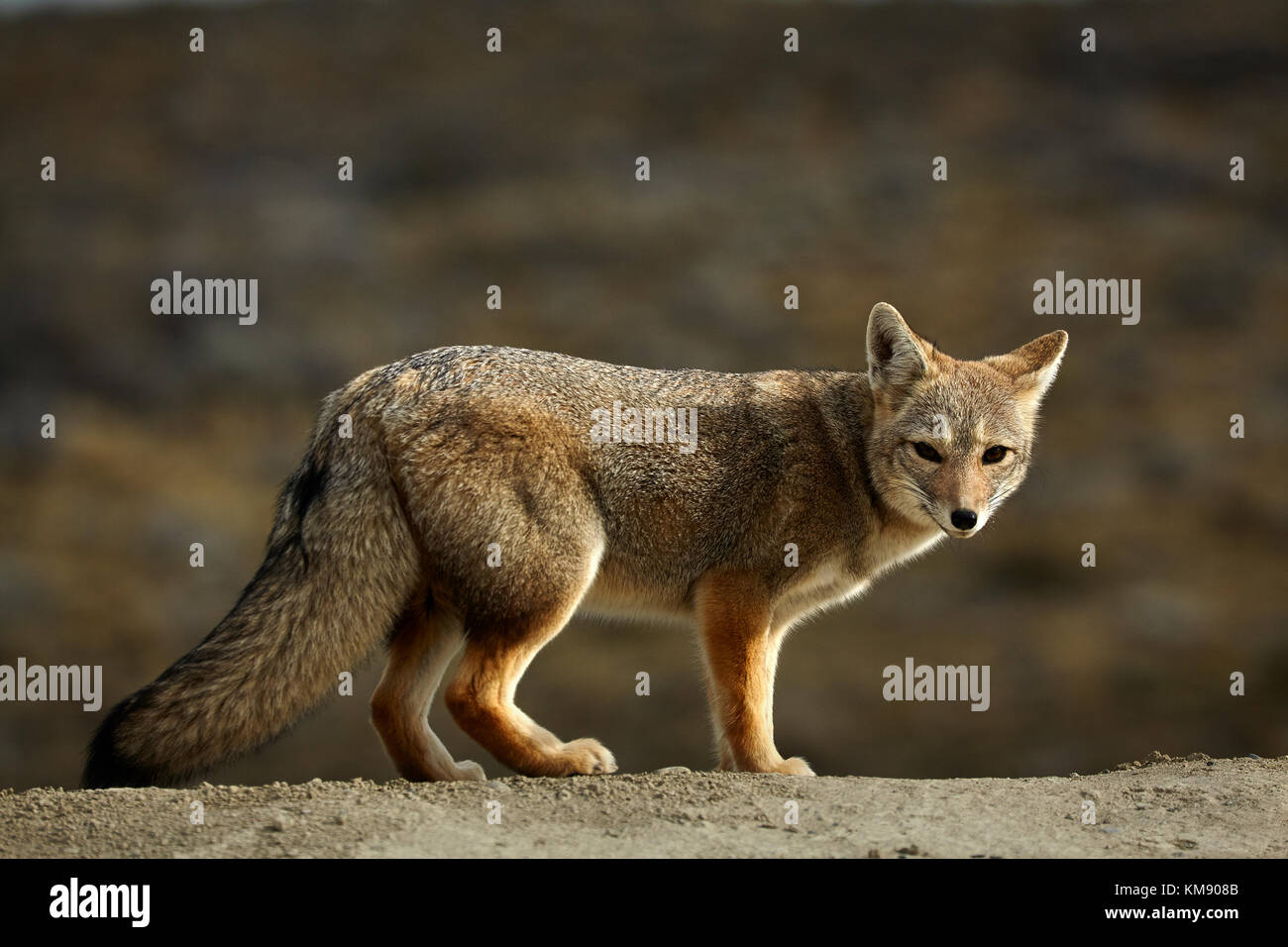 South American gray fox (Lycalopex griseus), Patagonia, Argentina ...