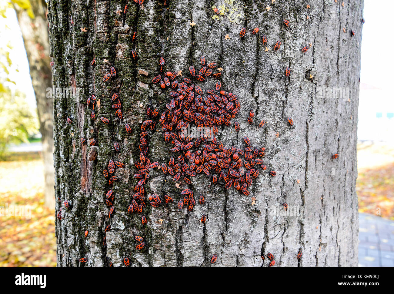 Red bugs bask in the sun on tree bark. Autumn warm-soldiers for beetles ...