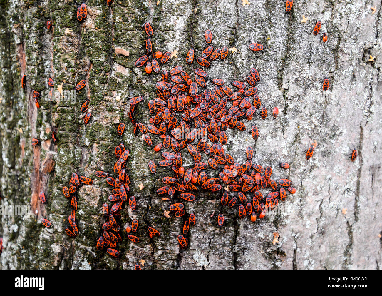 Red bugs bask in the sun on tree bark. Autumn warm-soldiers for beetles ...