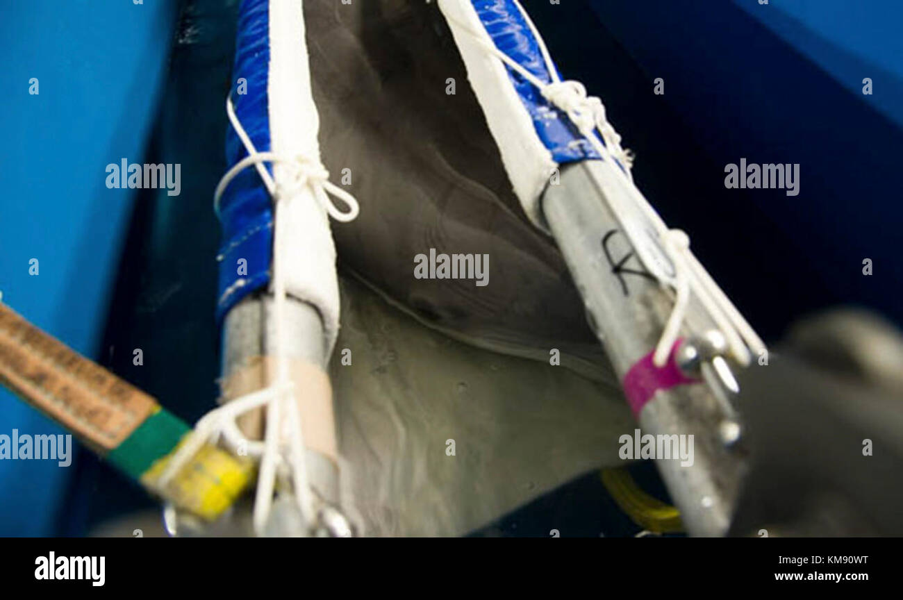 A dolphin from the U.S. Navy’s Marine Mammal Program is loaded aboard a ...