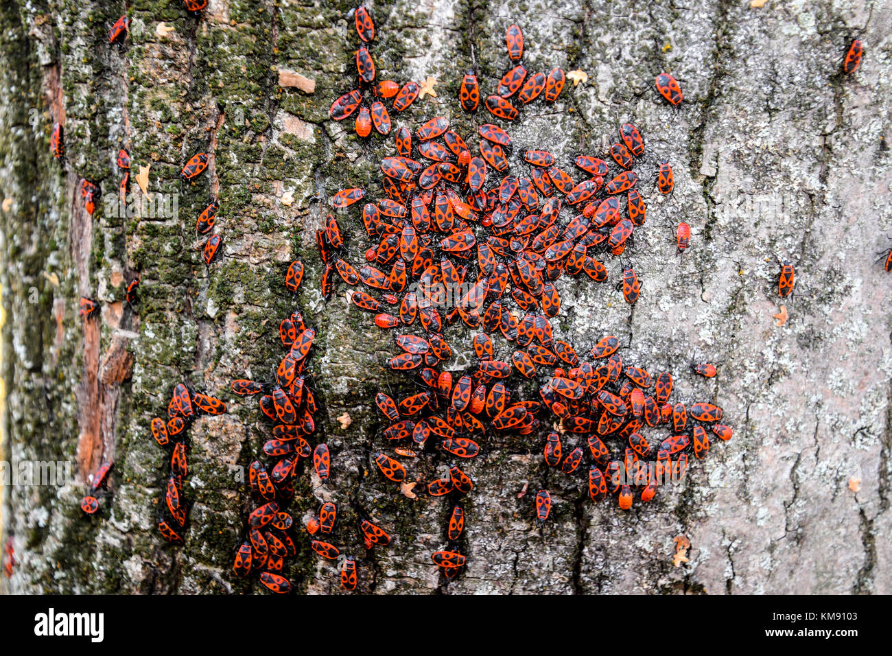 Red bugs bask in the sun on tree bark. Autumn warm-soldiers for beetles ...