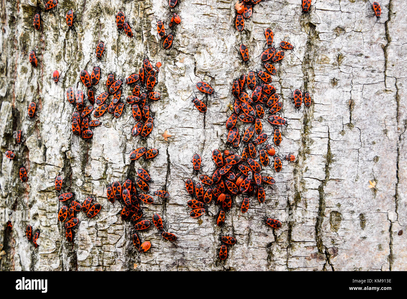 Red bugs bask in the sun on tree bark. Autumn warm-soldiers for beetles ...