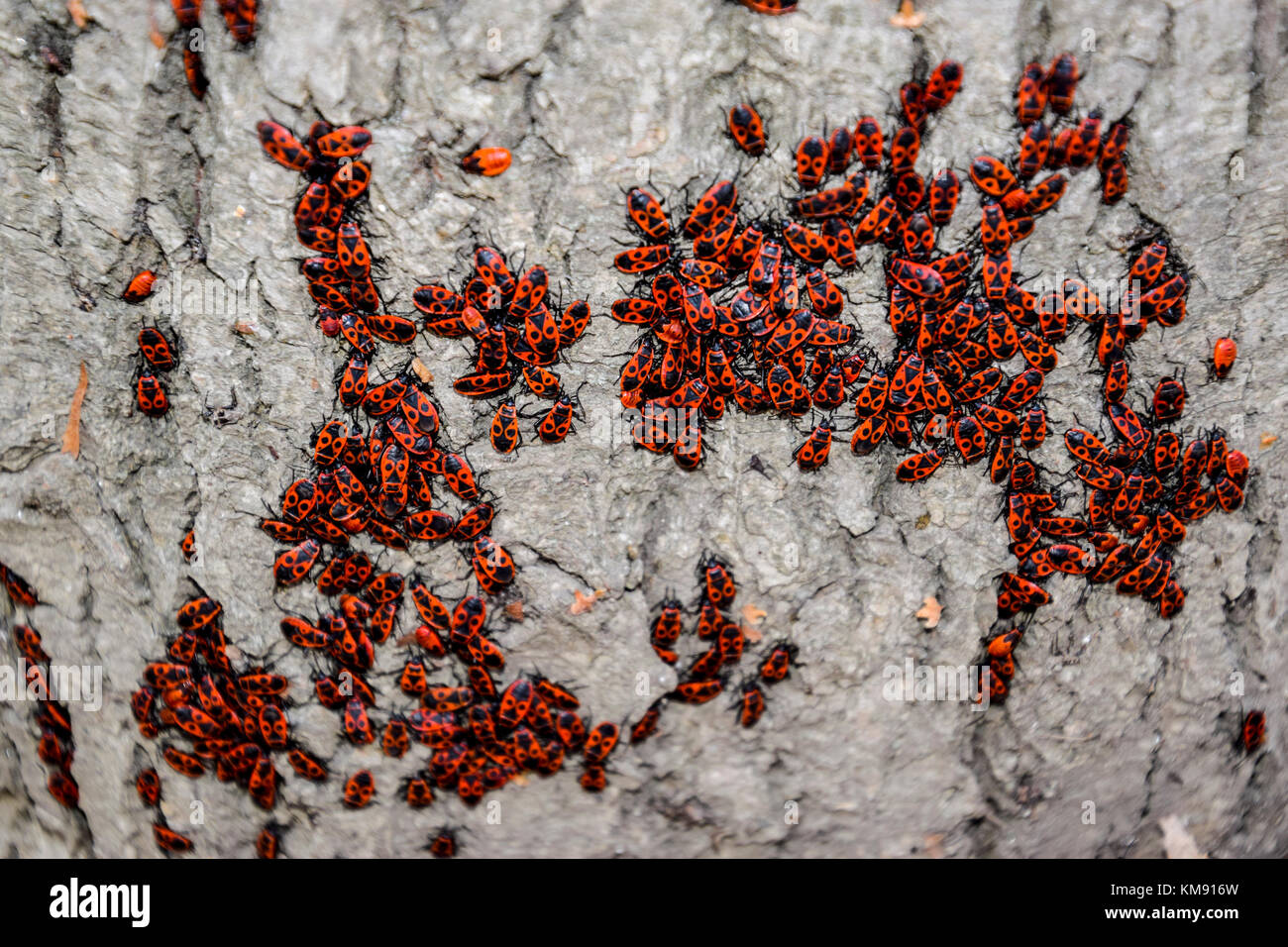 Red bugs bask in the sun on tree bark. Autumn warm-soldiers for beetles ...