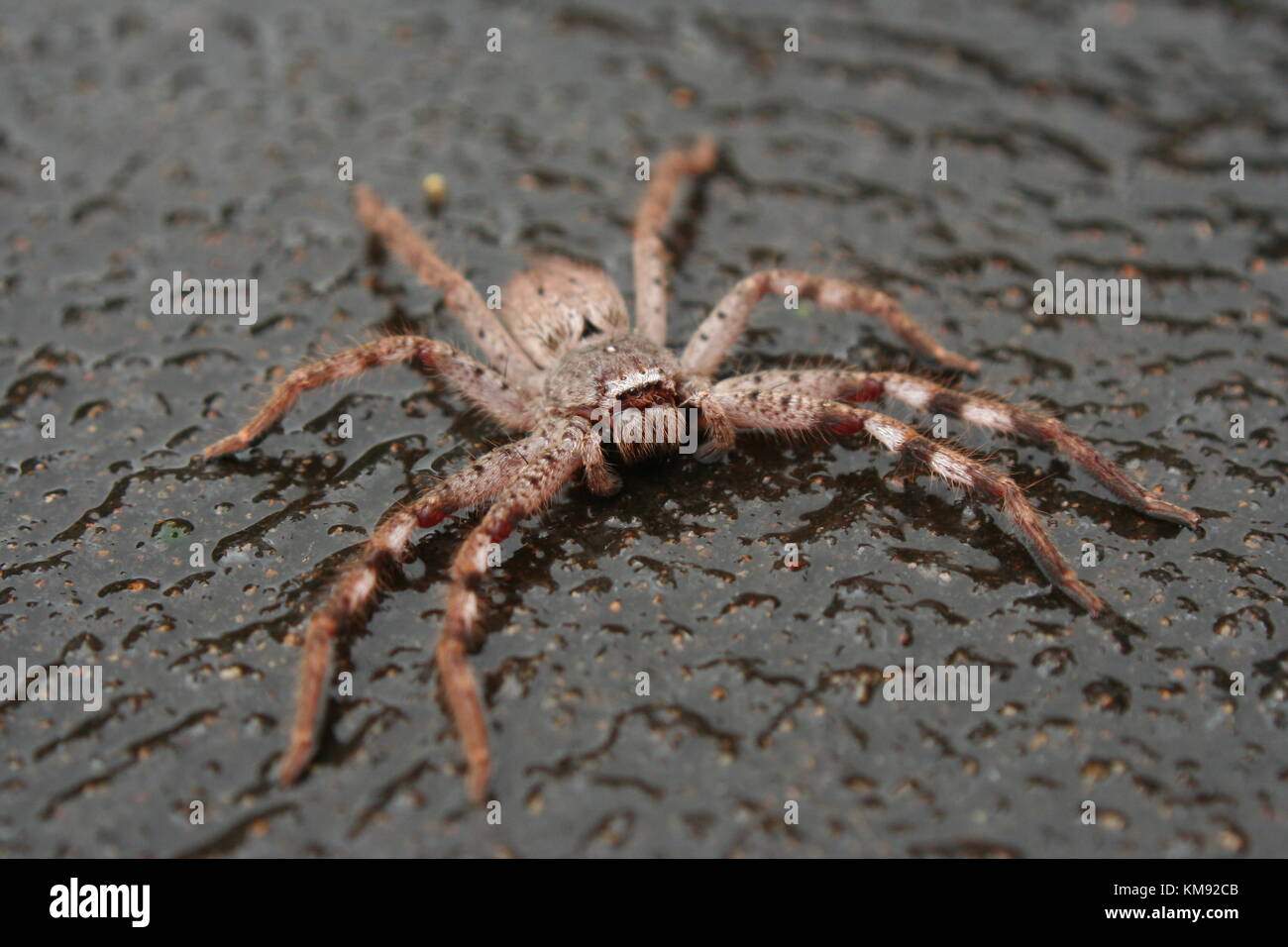 Huntsman Spider in the wet Stock Photo - Alamy