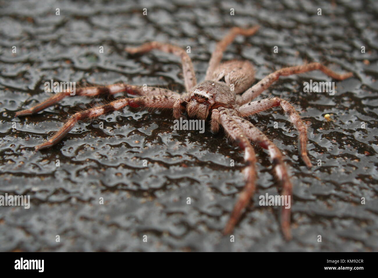 Brown huntsman spider hi-res stock photography and images - Alamy