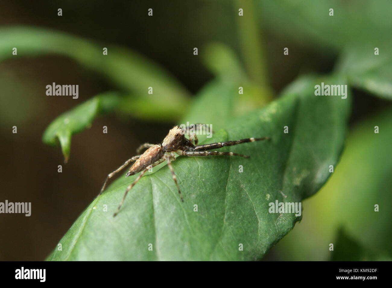 Long Jumping Spider 'Helpis minitabunda' Stock Photo - Alamy